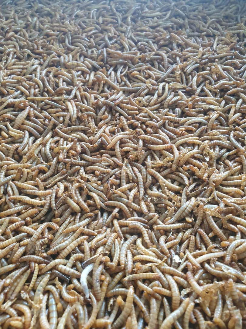Mini vers de farine 100gr - Mini vers de farine 100gr - www ...