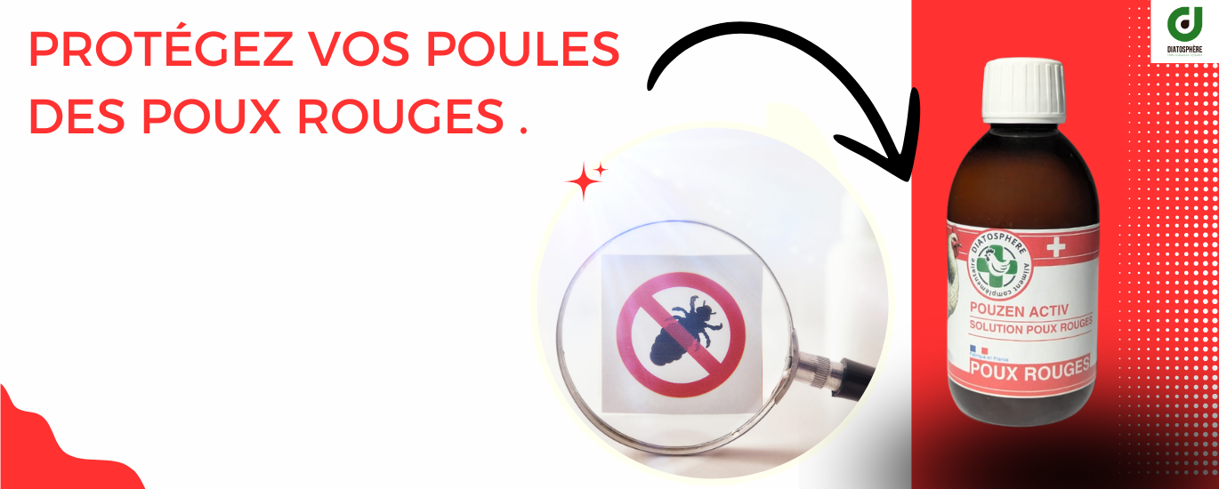 Pou rouge traitement - Quels traitements contre le pou rouge