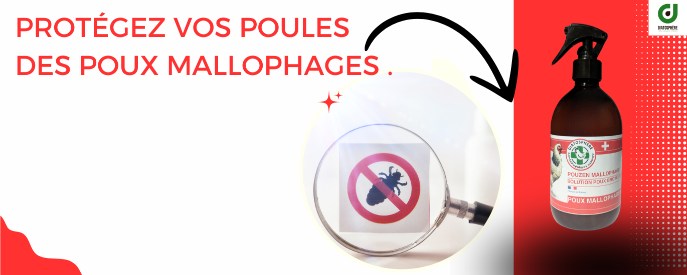 Pou mallophage : solution naturelle pour protéger les volailles