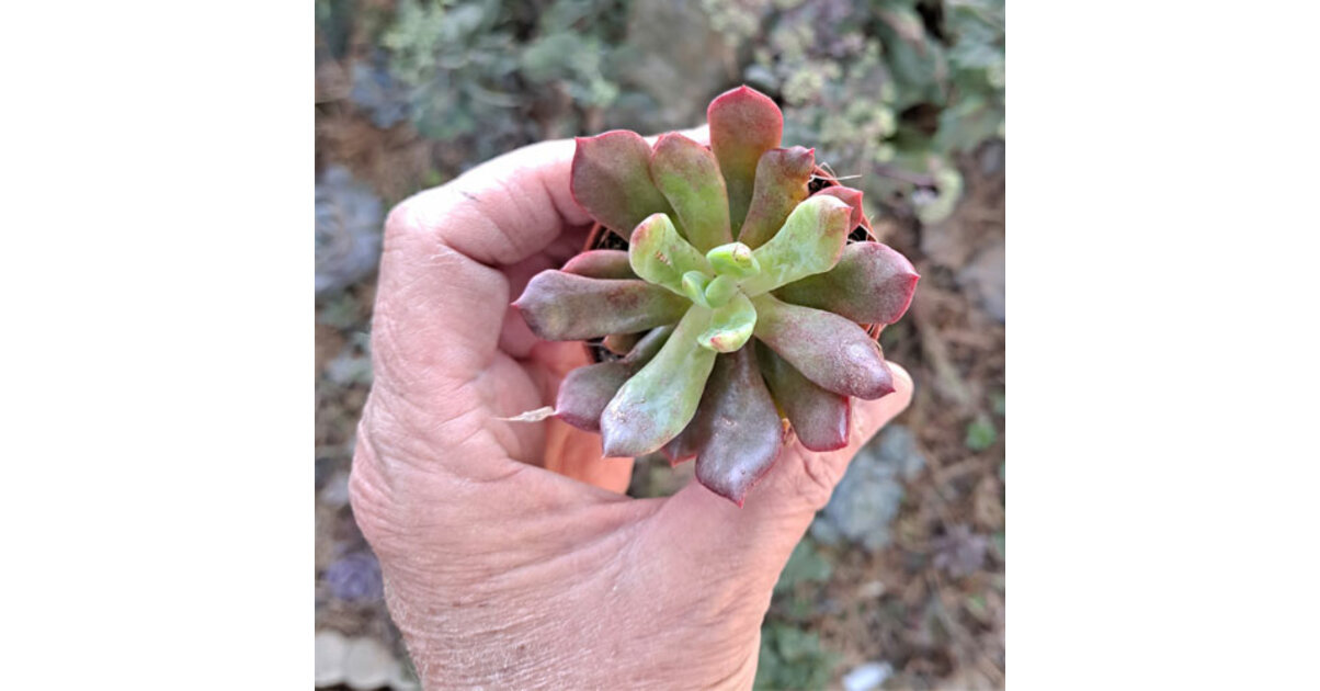 Echeveria Pink Ruby plante grasse succulente de collection - PLANTES ...