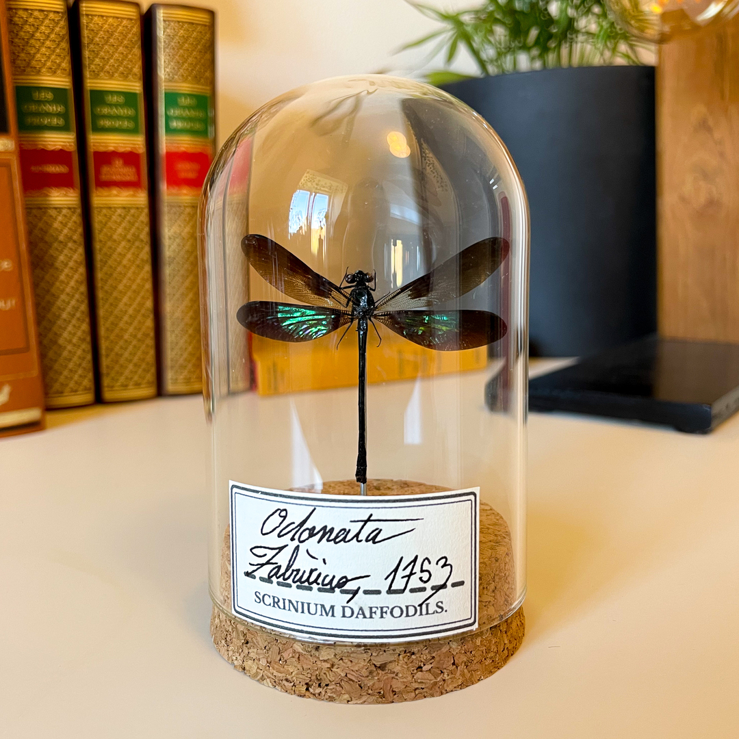 Libellule naturalisée sous globe en verre - insecte sous cloche