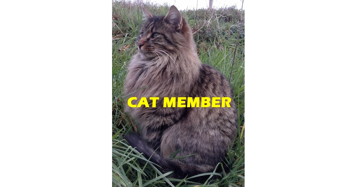CAT MEMBER - CATALOGUE GÉNÉRAL - Les 3 chats