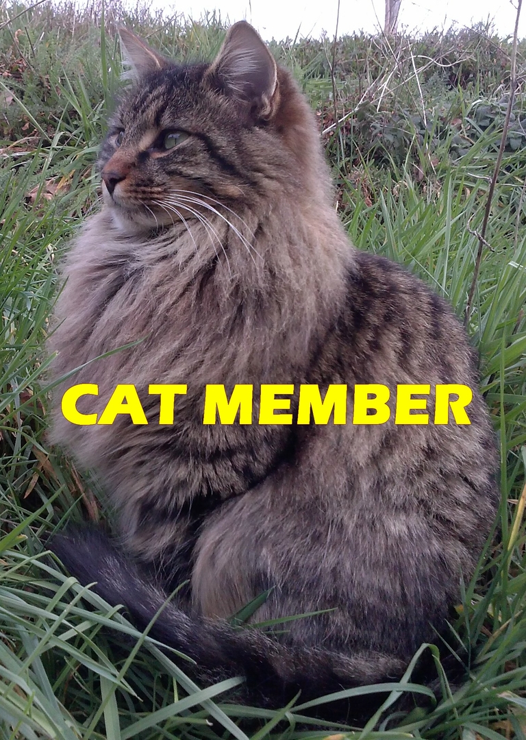 CAT MEMBER - CATALOGUE GÉNÉRAL - Les 3 chats