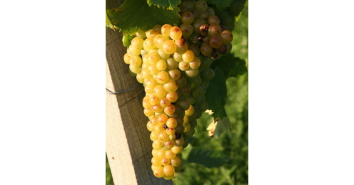 Muscat d Alsace - l Alsace en bouteille